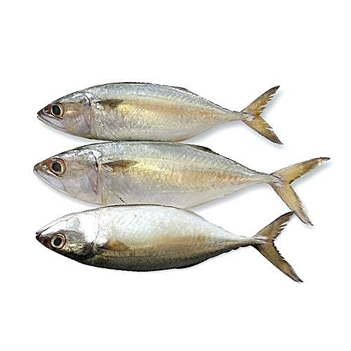 Mackerel Fish In Tamil