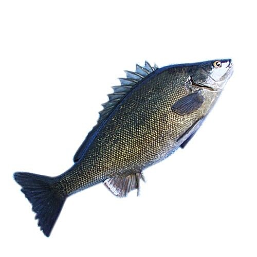 Buy Sakana Fish - Paiya / Silver Perch / Charbet / Prachil Online at ...