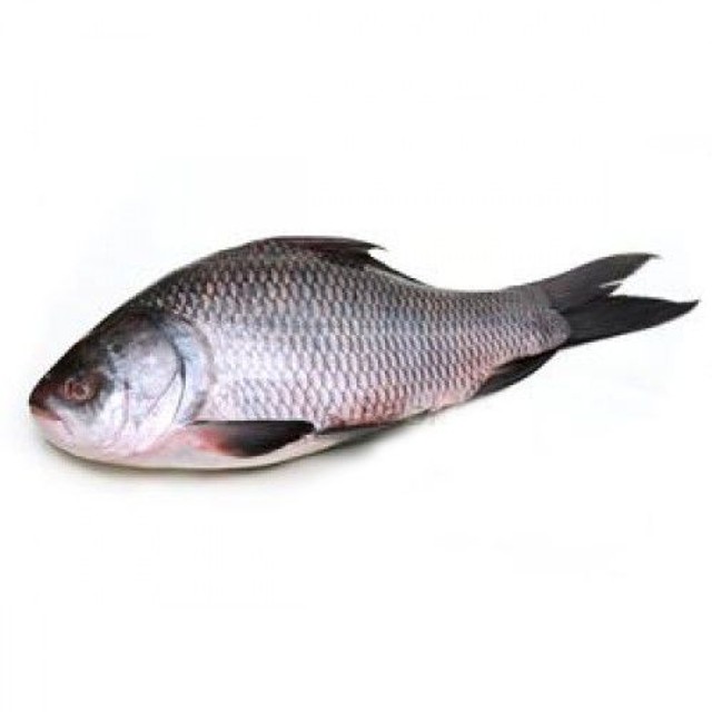 Buy Laham Fish - Catla / Katla / Bhakur / Bengal Carp, Medium 1 Kg ...