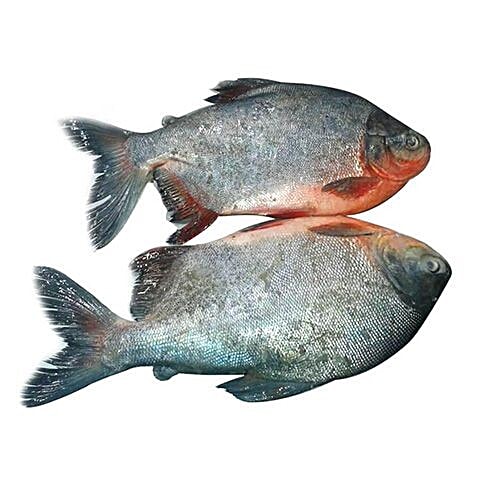 Buy Laham Fish - Roopchand / China Pompret 1 Kg (Fry Cut) Online at ...