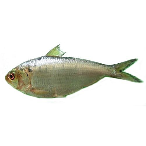 Buy Fresh Ctach Bannerghatta Fish - Ilish / Hilsa 500 gm (Curry Cut ...