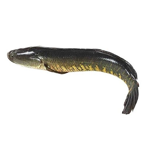 Buy Fresh Ctach Bannerghatta Fish - Sea Murrel 500 gm (Fry Cut) Online ...