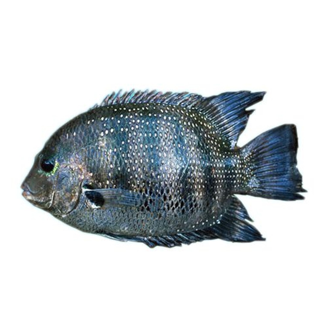 Buy Fresh Ctach Bannerghatta Fish - Pearl Spot / Karimeen 500 gm Online ...