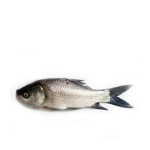 Buy Fresh Catch Hulimavu Fish - Catla / Katla / Bhakur / Bengal Carp ...
