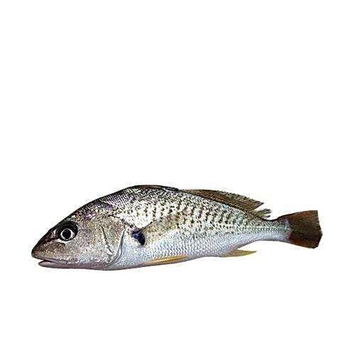 Buy Fresh Catch Hulimavu Fish - Croaker / Koddai / Dhoma / Kore 500 gm ...