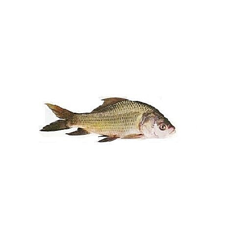 Buy Jk Fish Fish - Catla - Katla - 1kg Online at Best Price of Rs null ...
