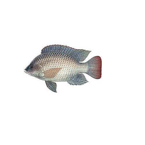 Buy Jk Fish Fish - Tilapia - Jilape - 1kg Online at Best Price of Rs ...