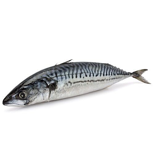 Buy Bg food & Bakery Fish - Mackaral Whole Online at Best Price of Rs ...