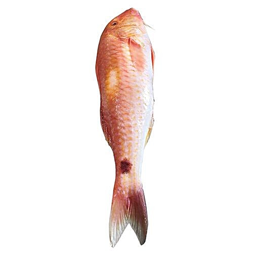 Buy Coral Marine Foods Fish - Goat Fish / Navara Online at Best Price ...
