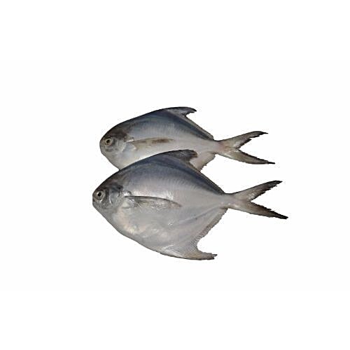 Buy Samudra Fish Stall Fish - White Pomfret 500 gm (No cut(Cleaned ...