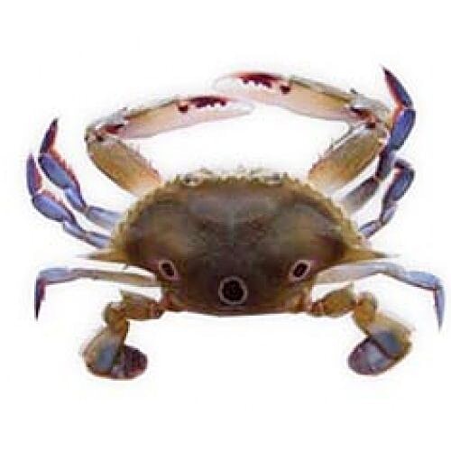Buy Samudra Fish Stall Crab 500 gm Clean and Without Shell Online at ...