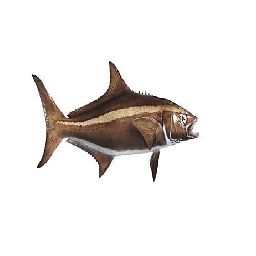 Buy New Fish n Fresh Fish - Kadal Viral / Cobia Online at Best Price of ...