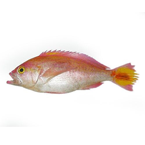 Buy Jacob's Fresh Chicken Fish - Sankara / Pink Perch 1 kg (Curry Cut ...