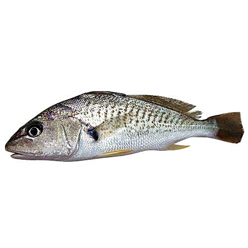 Buy Fresh Catch BGRoad Fish - Croaker / Dodi / Kore 1 kg (Just Cleaned ...