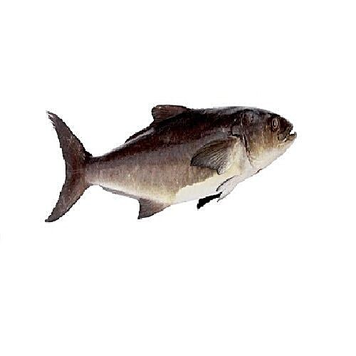 Buy Gala seafood Fish - Kadal Viraal / King, Big Online at Best Price ...