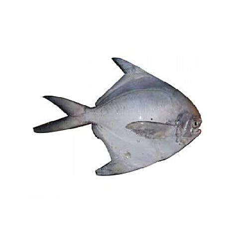 Buy Sai Saloni Fish Fish - Big pomfret Online at Best Price of Rs null ...
