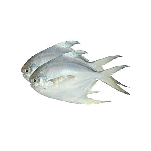 Buy Sai Saloni Fish Fish - Medium pomfret Online at Best Price of Rs ...