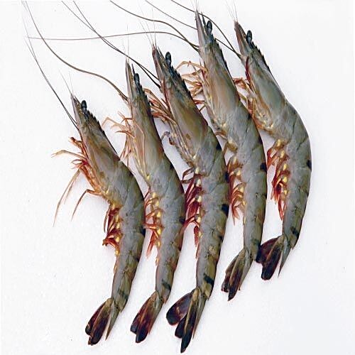 Buy Sai Saloni Fish Prawns - Tiger Online at Best Price of Rs null ...