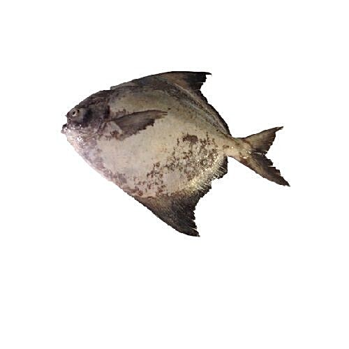 Buy Sai Saloni Fish Fish - Chinese Pomfret Online at Best Price of Rs ...