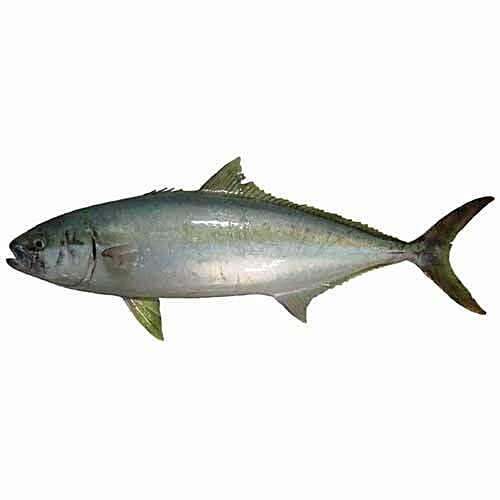 Buy My Chicken And More Fish - King Fish / Maral 1 kg Online at Best ...