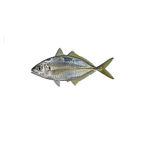 Buy Meen Kadai Fish - Trevally Paarai, Medium (2-3 pcs per kg) Online ...