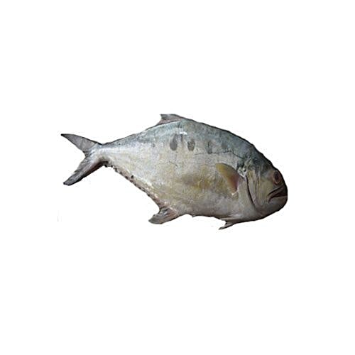 Buy Pathan Mama Fish Fish - Shankh Online at Best Price of Rs null ...