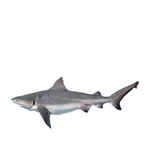 Buy My Chicken & More Fish - Shark 500 gm (Thin Slice) Online at Best ...