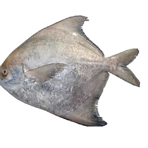 Buy Fresh Catch Fish - Chinese Pomfret, Large Online at Best Price of ...