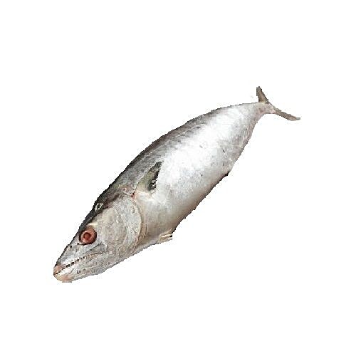 Buy Machhi Bazaar Fish - Baby Surmai, King Online at Best Price of Rs ...