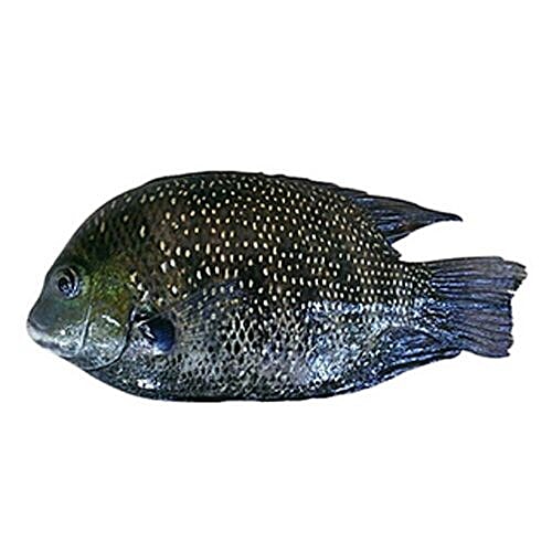 Buy Fresh Catch - BTM Fish - Kari Meen / Pearl Spot 500 gm (Whole ...