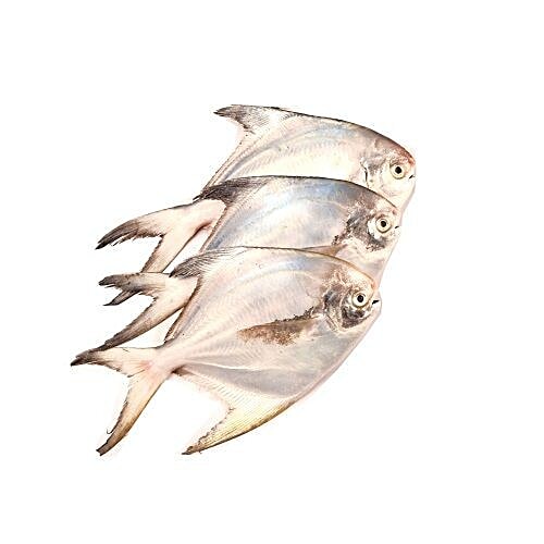 Buy Asir Seafood Fish - Vellai Vavval, White Pomfret Online at Best ...