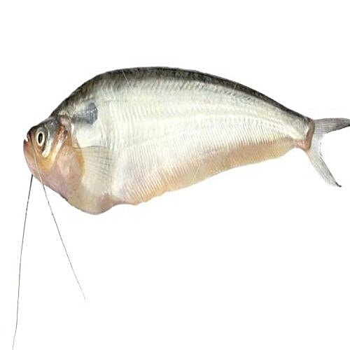 Buy New Poultry Centre Fish - Pabda Whole Online at Best Price of Rs ...