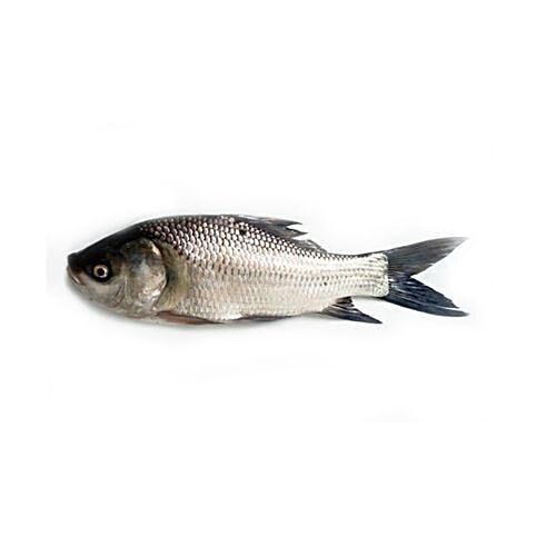 Buy MNR MEAT & FISH Fish - Rohu Curry Cut Online at Best Price of Rs ...