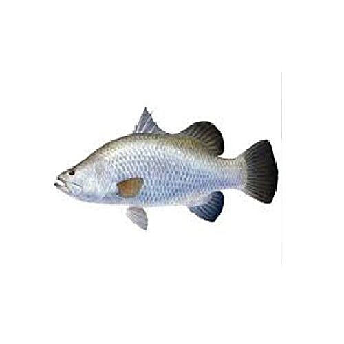 Buy Bangali Fish Fish - Sea Bass / Bhetki Online at Best Price of Rs ...