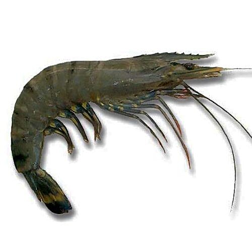 Buy GoFRESHH Fish - Tiger Prawns ( Bagda Chingri) Online at Best Price ...