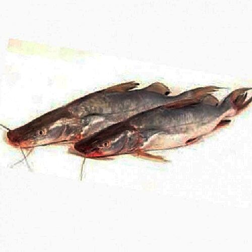 Buy GoFRESHH Fish - Ayr Curry Cut, With Head Online at Best Price of Rs ...