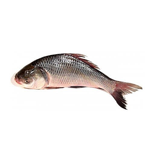 Buy BLUE SEA FISHERIES Fish - Catla (Large), Curry Cut / Bengali Cut ...