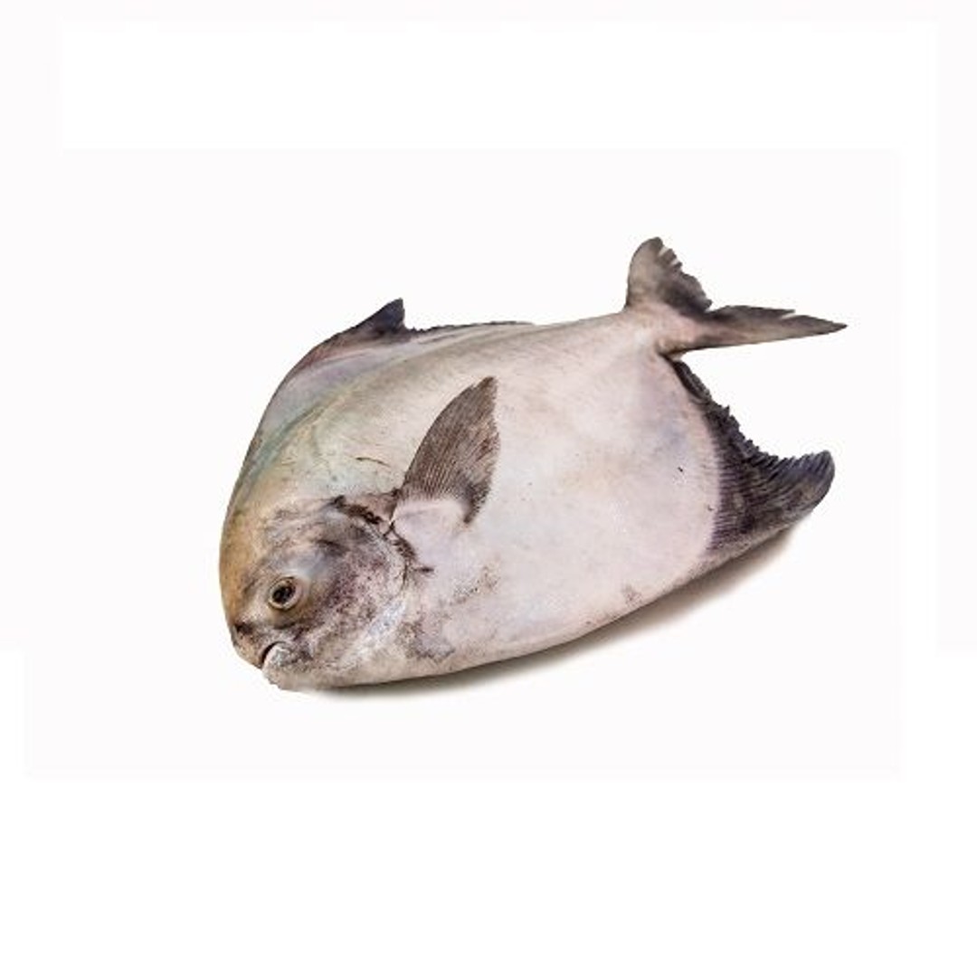 Buy FISH O Meat Fish - Pomfret / Paplet Medium Online at Best Price of ...