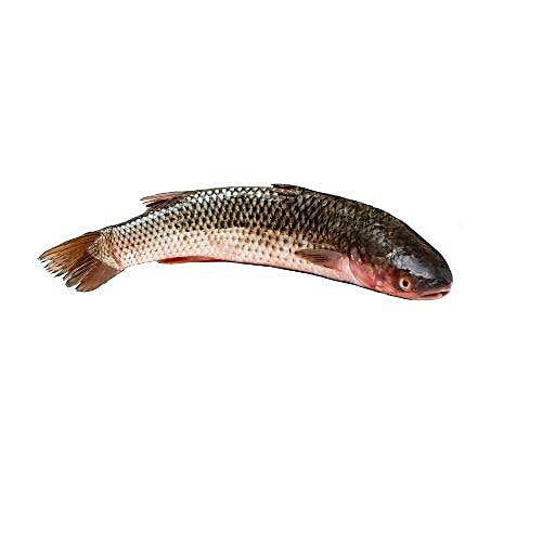 Buy Amma Fish Stall Fish - Mullet (Madavai) Online at Best Price of Rs ...