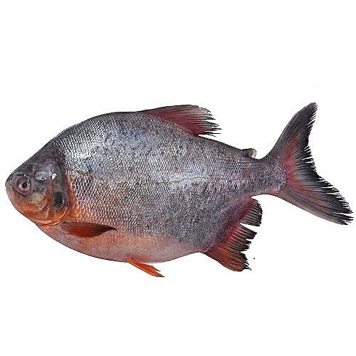 Buy Amma Fish Stall Fish - Vavval / Fresh Water Pomfret Online at Best ...