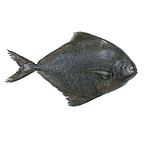 Buy Fish Land Fish - Black Pomfret / Aavoli / Vawal / Kappu Manji 1 kg ...