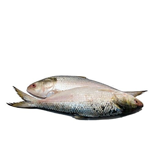 Buy Fish Land Fish - Ilish / Hilsa / Elish Online at Best Price of Rs ...