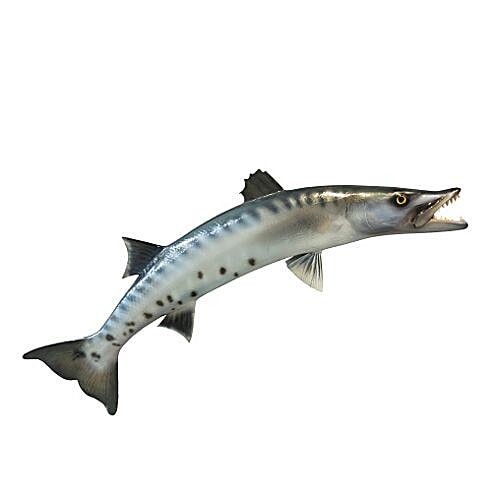 Buy Fish Land Fish - Sheela / Barracuda / Kandai / Seelavu Online at ...