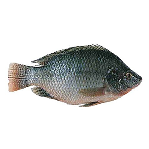 Buy Fish Land Fish - Tilapia / Jilebhi 1 kg (Cleaned) Online at Best ...