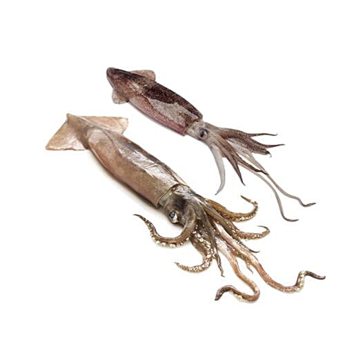Buy Fresh Catch Fish - Squid / Koonthal 1 kg (Fry Cut) Online at Best ...