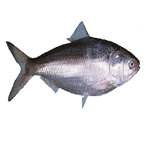 Buy Banglar Maach Fish Hilsa Ilish Curry Cut With Head With Tail ...