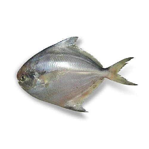 Buy Banglar Maach Fish - Pomfret, Medium Whole Online at Best Price of ...