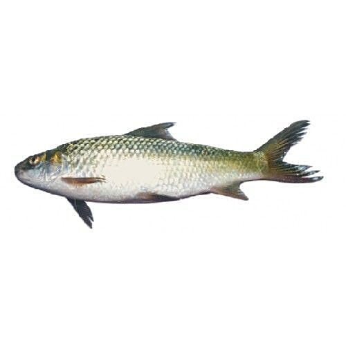 Buy Banglar Maach Fish - Bata Online at Best Price of Rs null - bigbasket