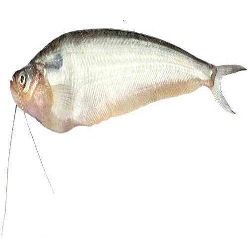 Buy Fish Fish - Pabda / Catfish, Standard Size Online at Best Price of ...