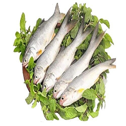 Buy Fish Fish - Indian Salmon, Gurjali Online at Best Price of Rs null ...